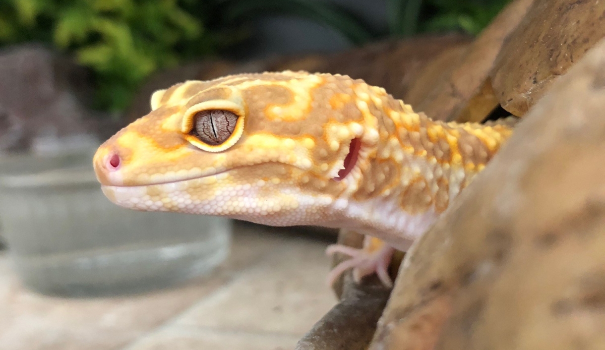 Tips for the care of a neglected/ unwell leopard gecko - Leopard Gecko Care