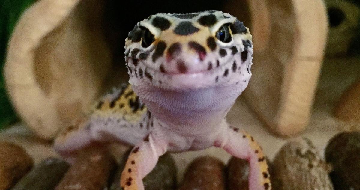 Things to consider before getting a leopard gecko - Leopard Gecko Care
