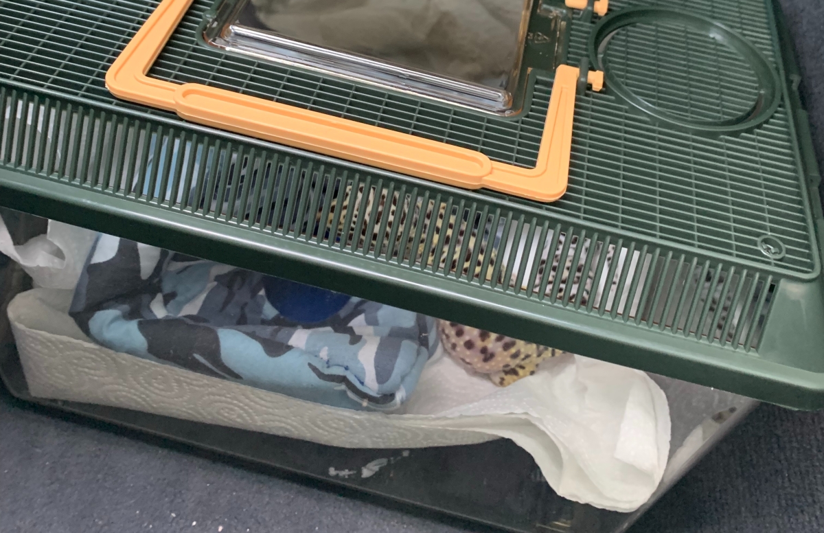 MOVING HOUSE WITH LEOPARD GECKOS - Leopard Gecko Care