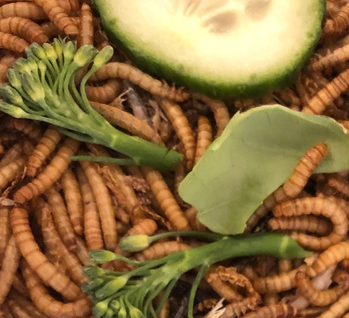 What is Gutloading and why is it important? - Leopard Gecko Care