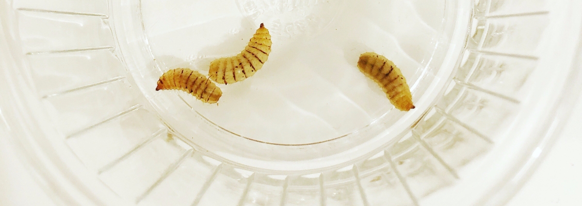 Leopard Gecko Feeder Insect Review: Phoenix Worms - Leopard Gecko Care